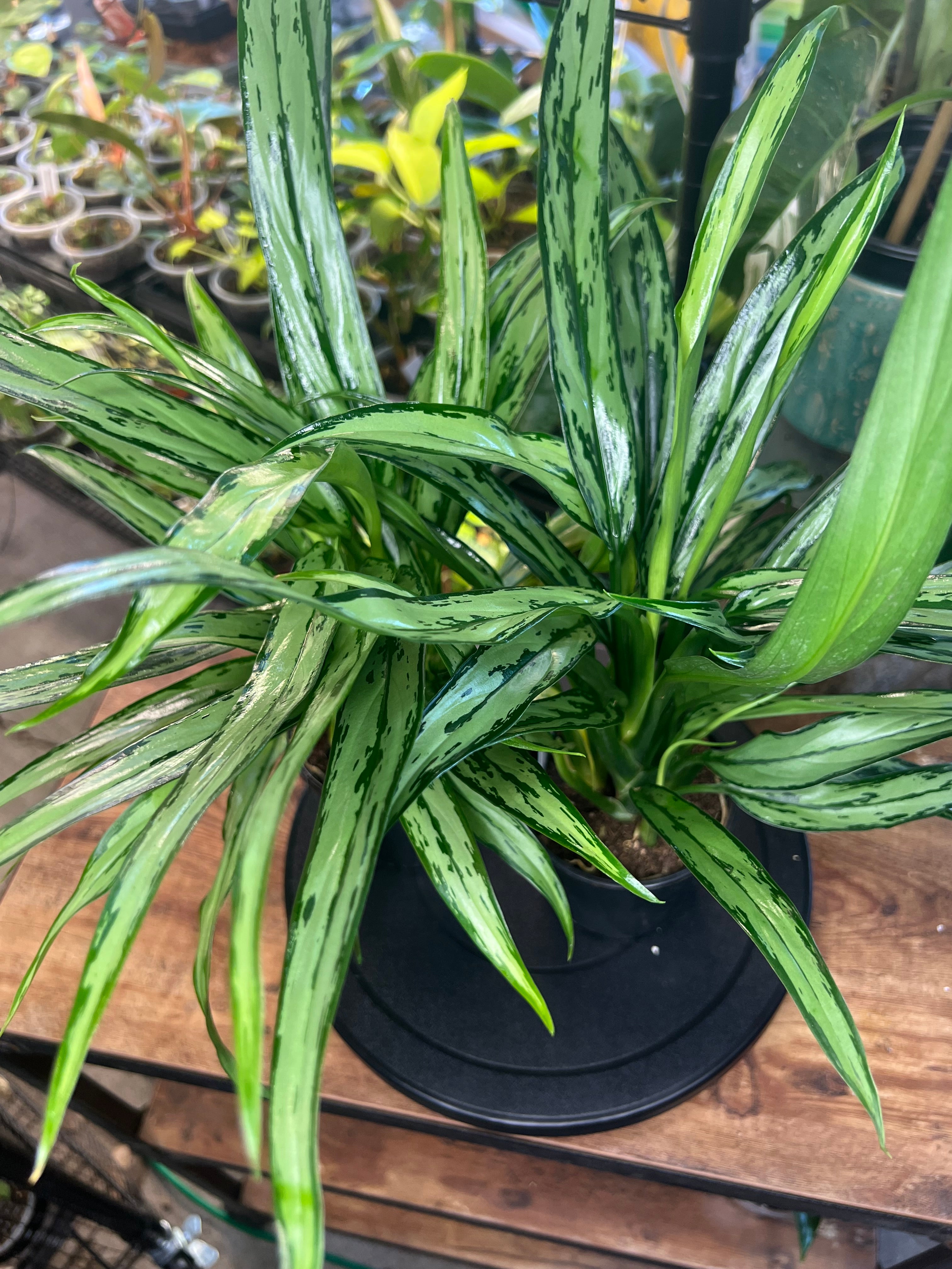 Aglaonema Cutlass – 4" Pot | Mulliken Nursery