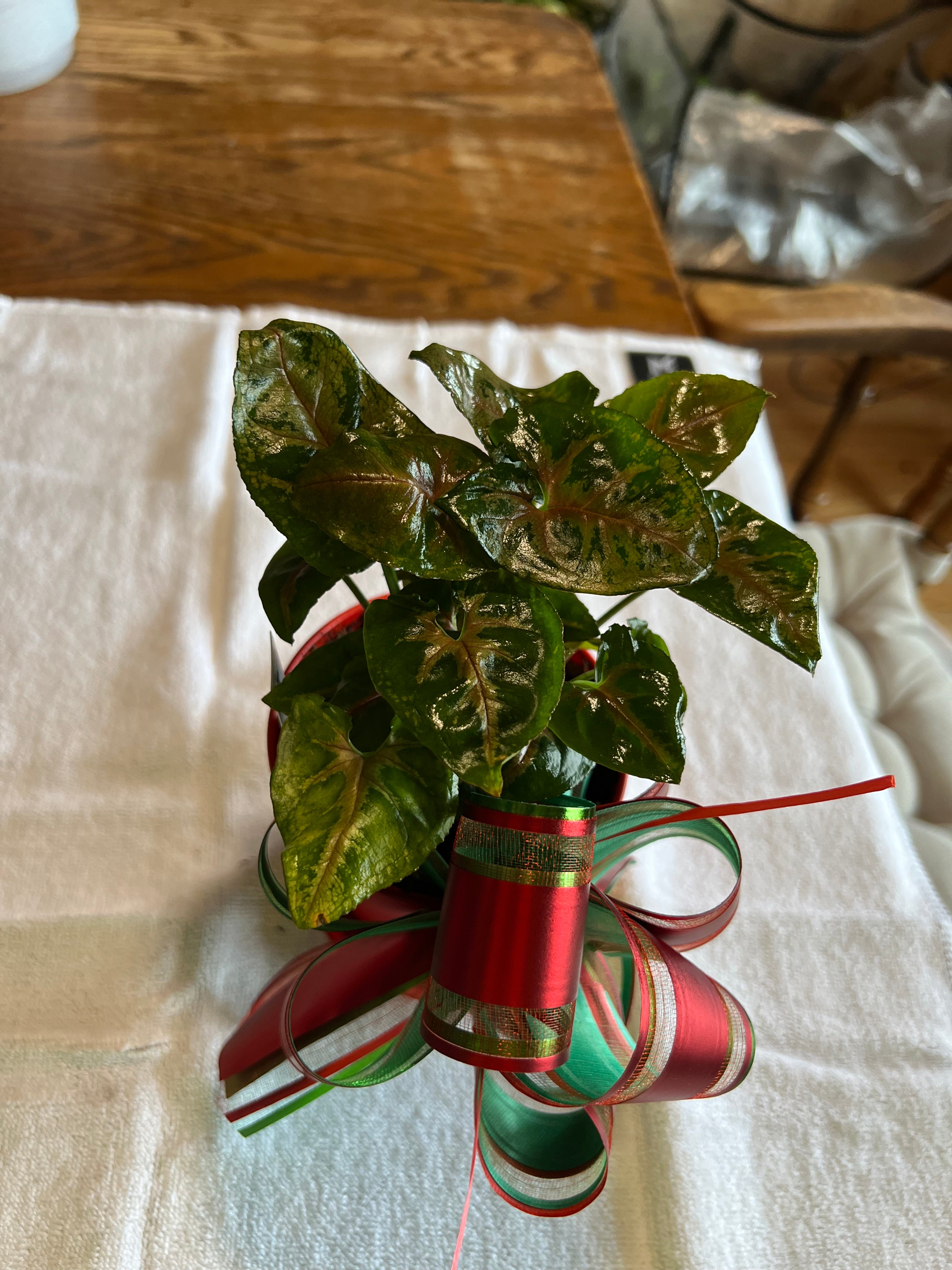 Syngonium Christmas Plant – Mulliken Nursery