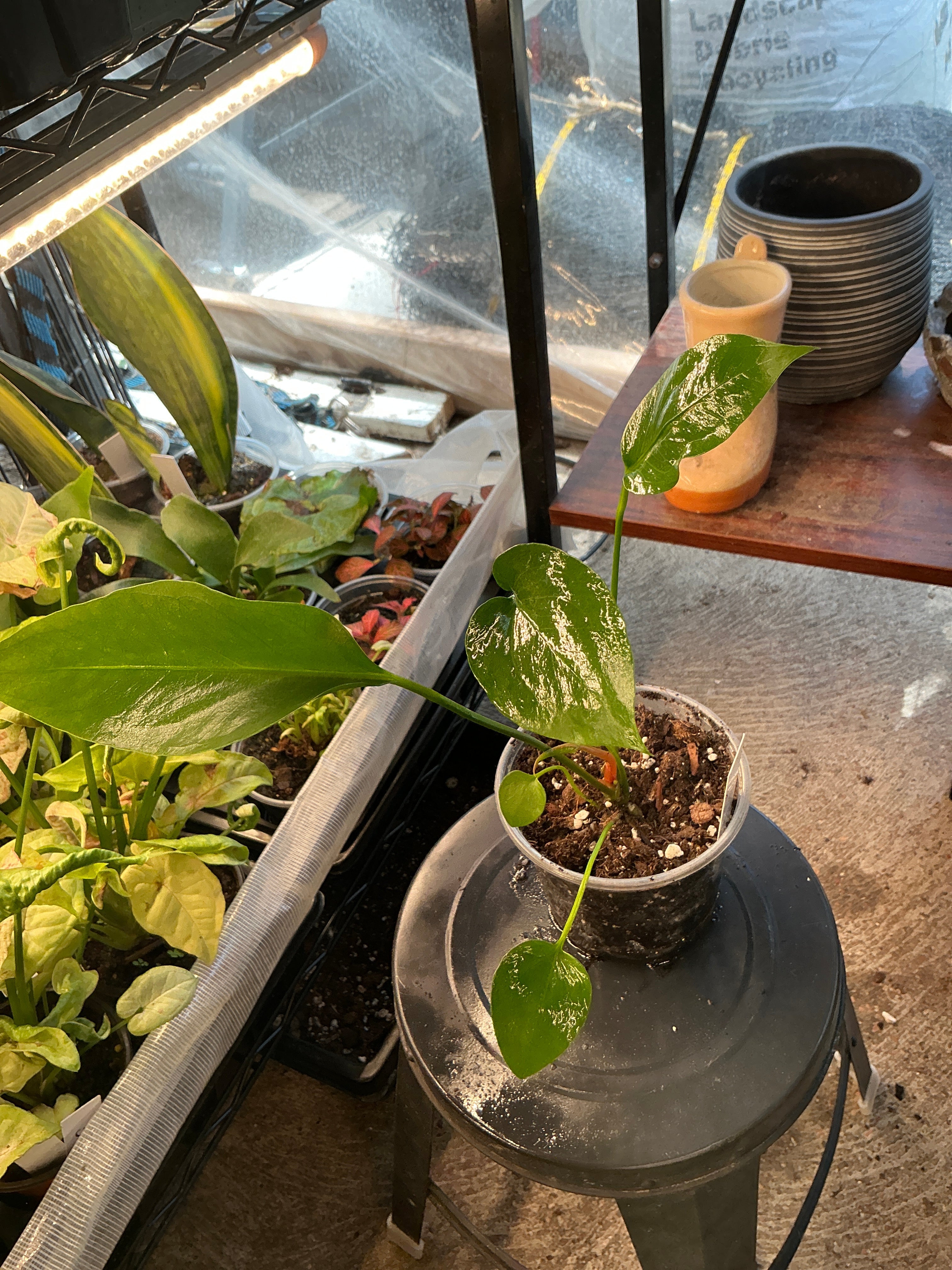 Anthurium Big Red Bird – Mulliken Nursery